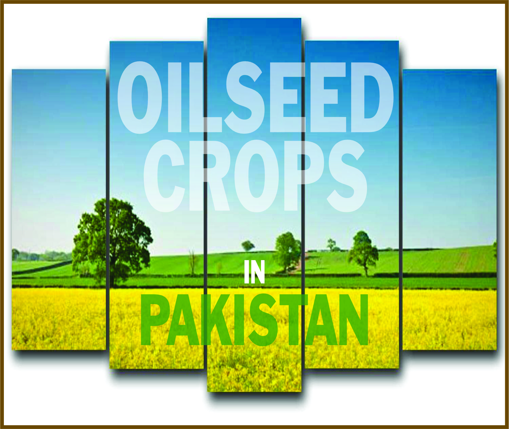 Oilseed Crops in Pakistan – Jahangir's World Times